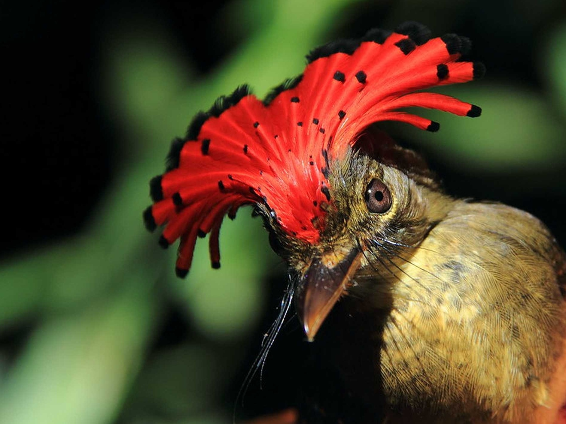 Pássaros na Amazônia estão perdendo peso como resposta às mudanças ...